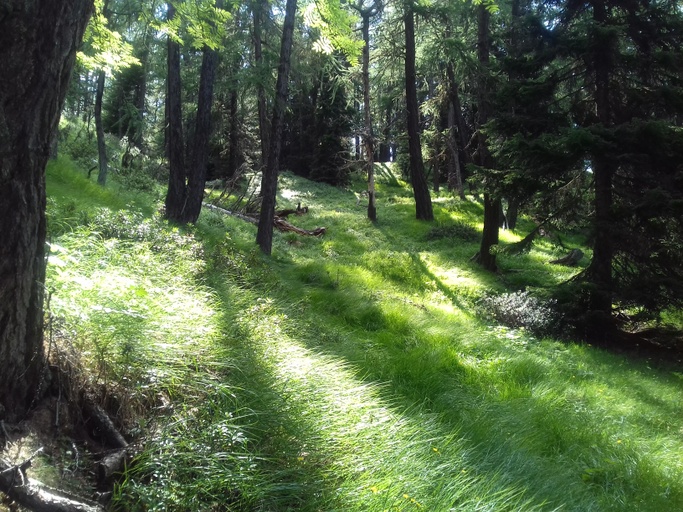 Bain de Forêt avec postures de Yoga en forêt - Jardin des cimes