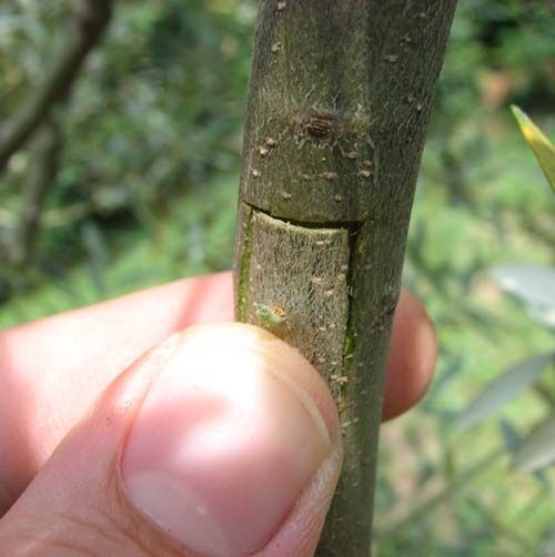 Les techniques de greffe de fin d'été - Jardin des cimes